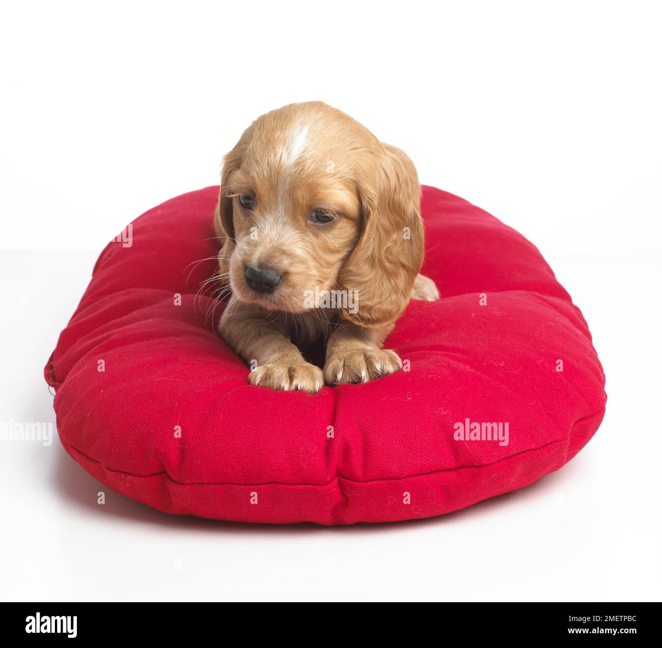 Spaniel puppy, 4-week-old Stock Photo - Alamy
