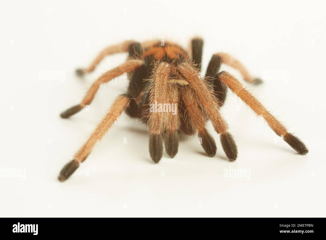 Tarantula spider image hi-res stock photography and images - Alamy