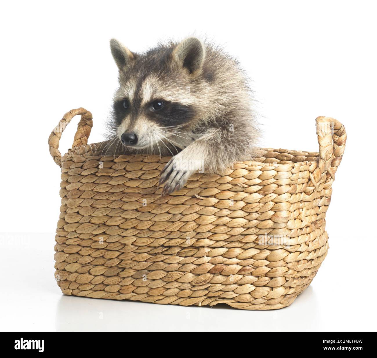 Raccoon (Procyon lotor), 14-week-old male Stock Photo - Alamy