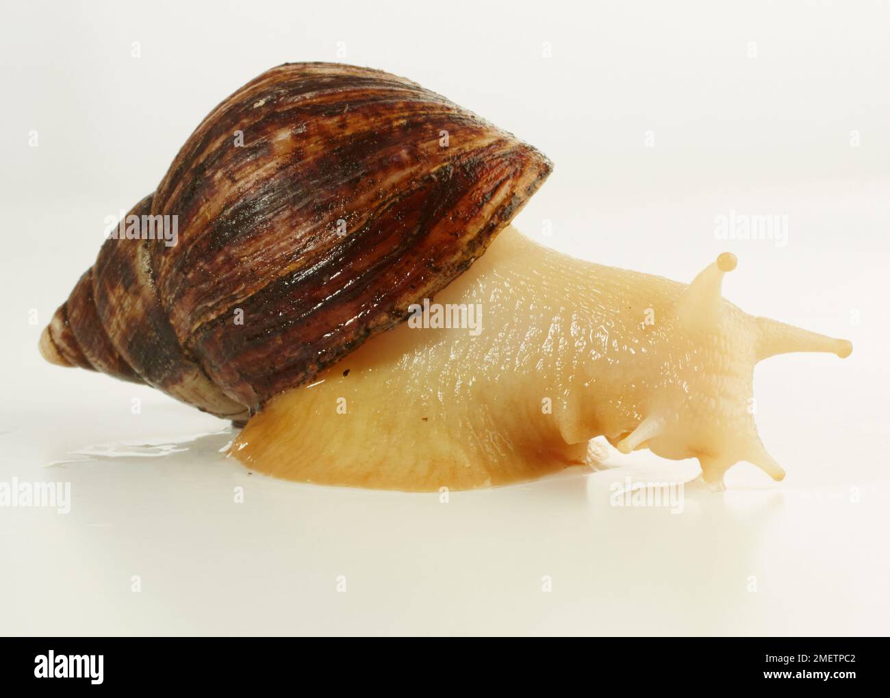 Albino snail hi-res stock photography and images - Alamy