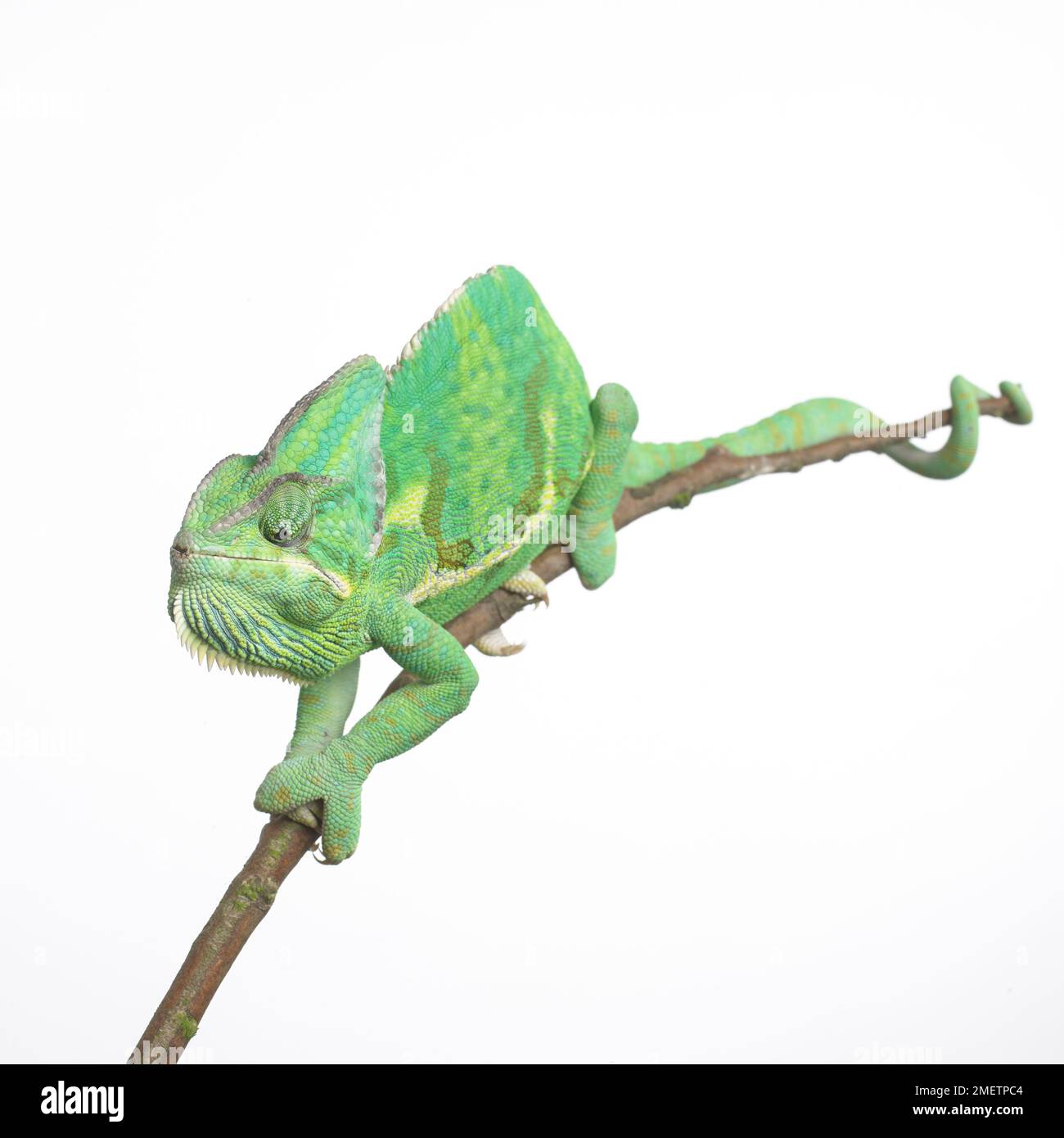 Chameleon white background hi-res stock photography and images - Alamy