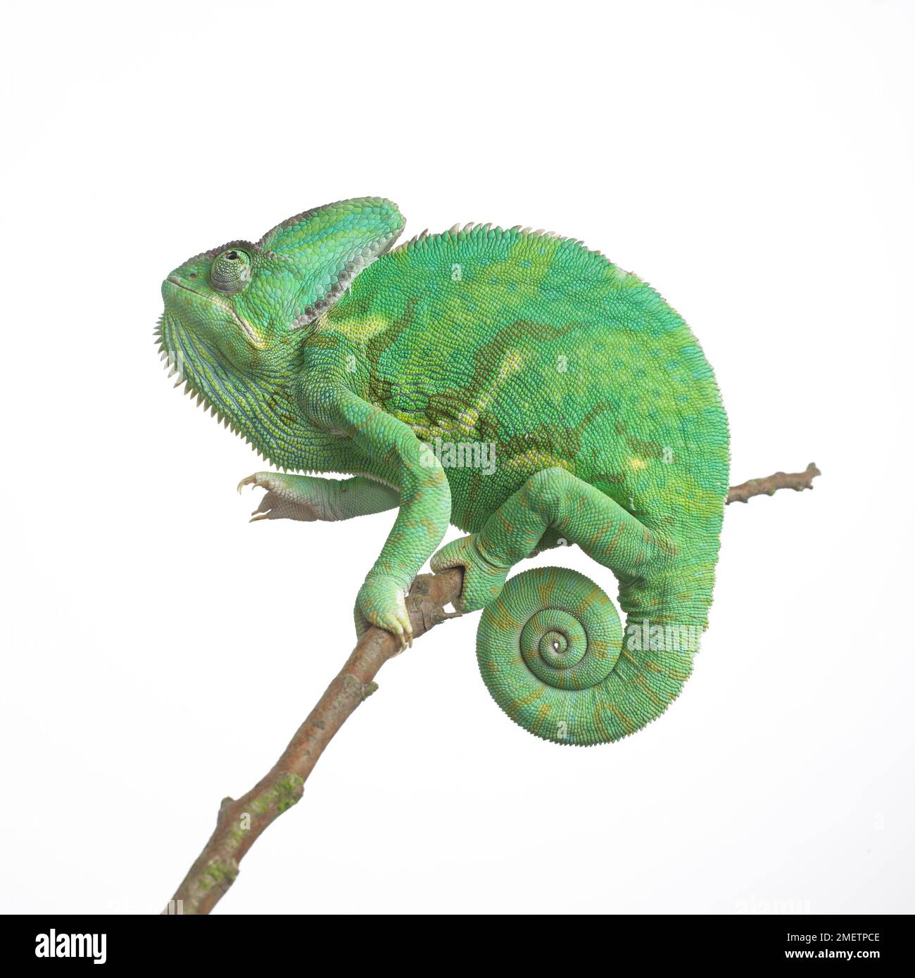 Yemen Chameleon, Veiled Chameleon (Chamaeleo calyptratus Stock Photo ...
