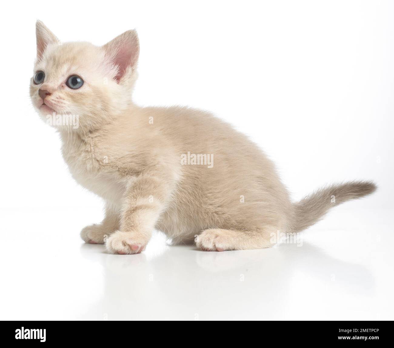 Cross breed animal hi-res stock photography and images - Alamy