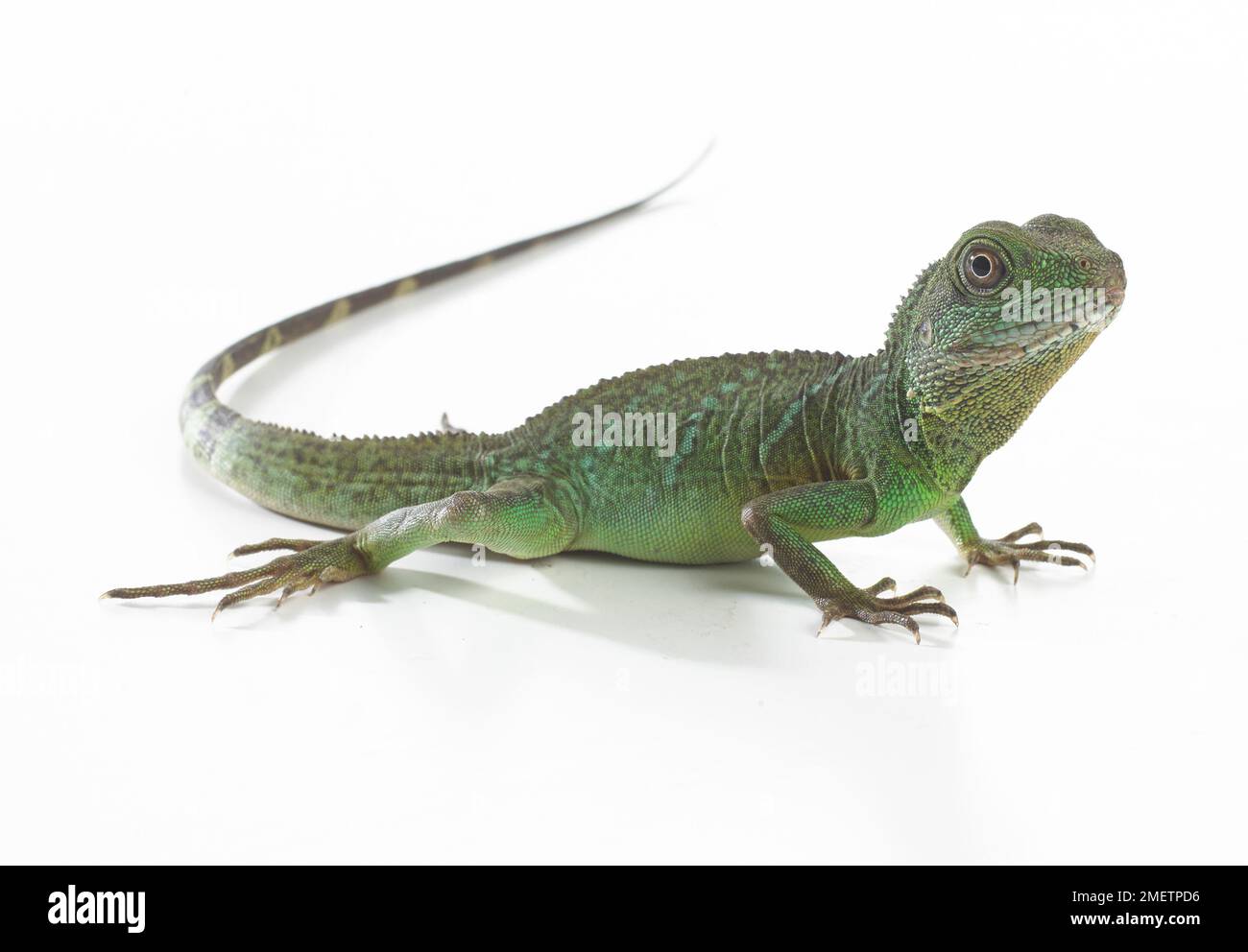 Lizard sequence Cut Out Stock Images & Pictures - Alamy