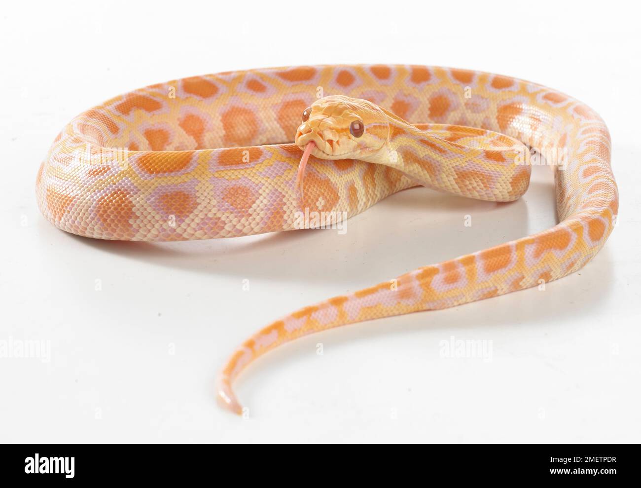 Albino Burmese Python (Python bivittatus), 8-week-old male Stock Photo ...