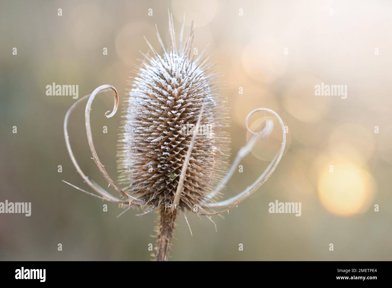 Wild teasel (Dipsacus fullonum), withered inflorescence covered with ...