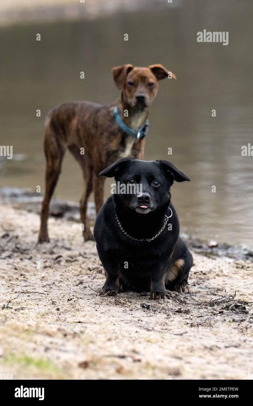 Bremen, Germany. 24th Jan, 2023. Dogs on the shore of Stadtwaldsee ...