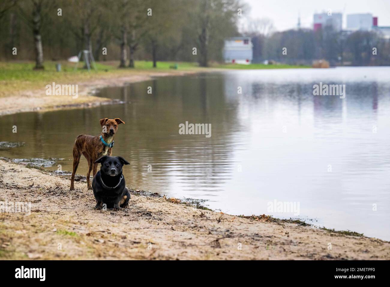 Bremen, Germany. 24th Jan, 2023. Dogs on the shore of Stadtwaldsee ...