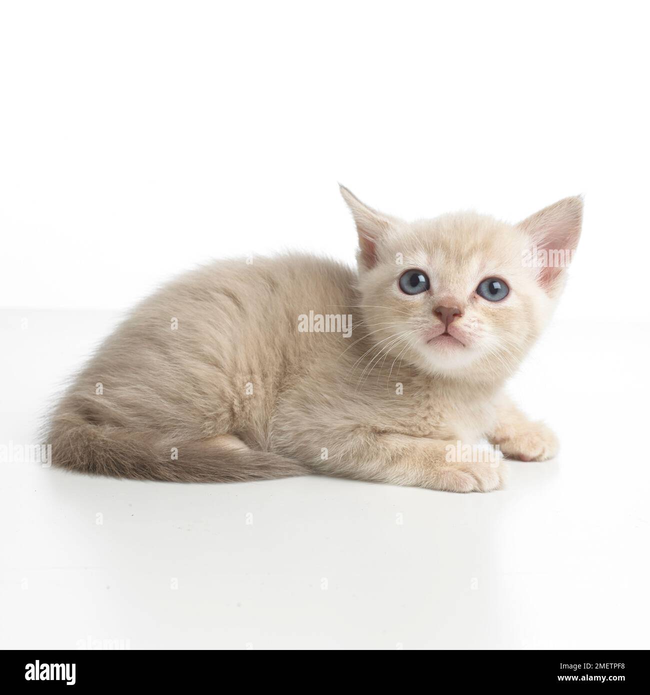 Breed cross hi-res stock photography and images - Alamy