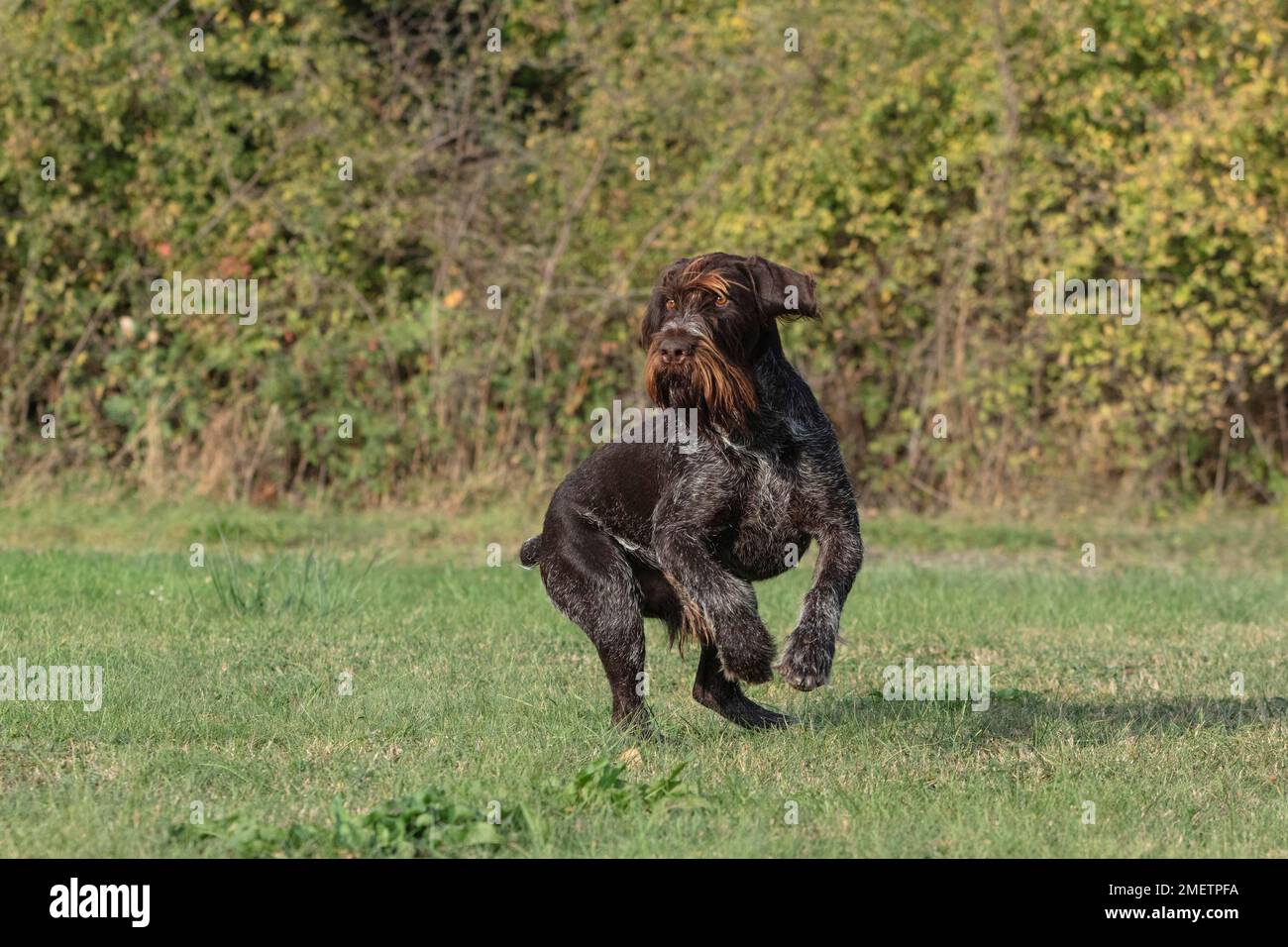 German Wirehair, hunting dog, pointing dog in a meadow, alert ...