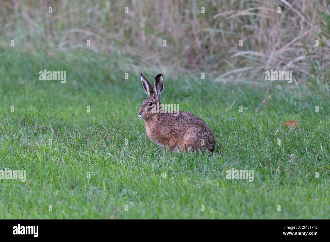 European hare (Lepus europaeus) sitting in a meadow, Bavaria, Germany ...