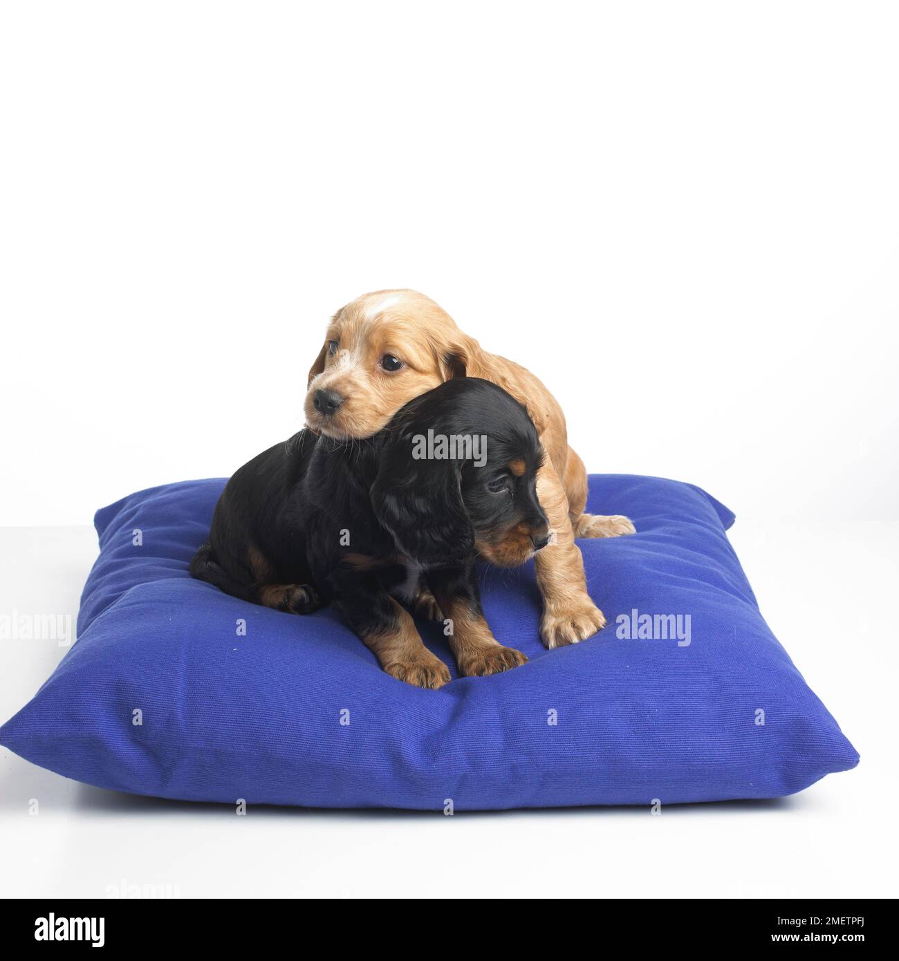 Spaniel puppies, 4-week-old Stock Photo - Alamy