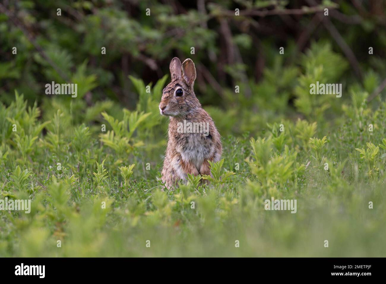 Bunny stand hi-res stock photography and images - Alamy