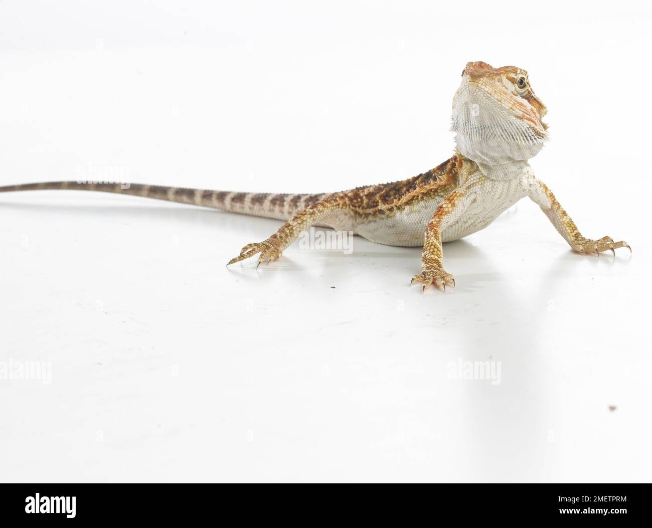Bearded Dragon (Pogona sp Stock Photo - Alamy