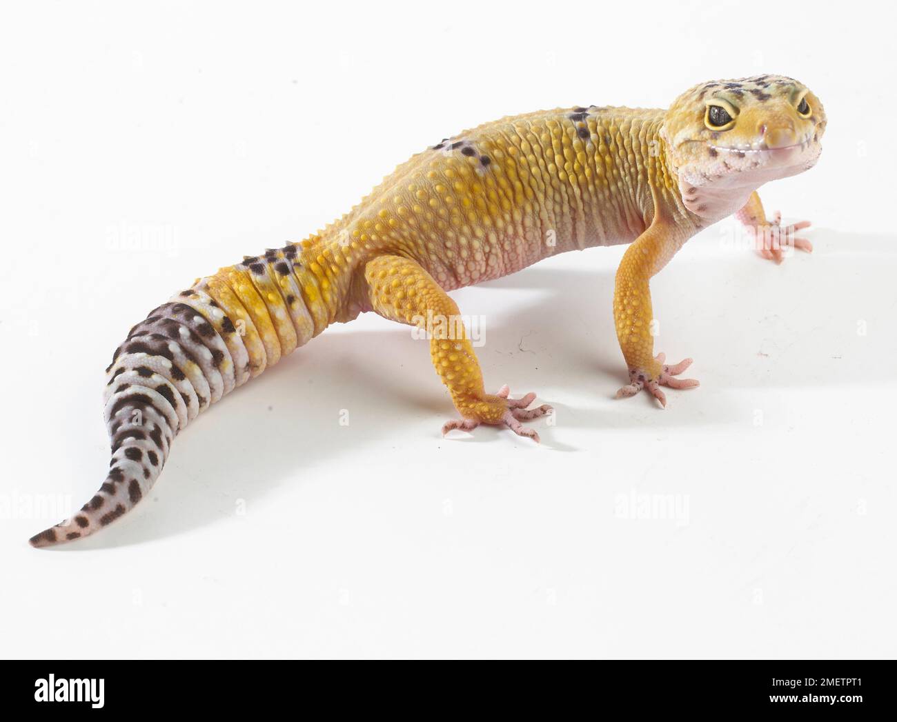 Leopard Gecko (Eublepharis macularius), 2-year-old male Stock Photo - Alamy