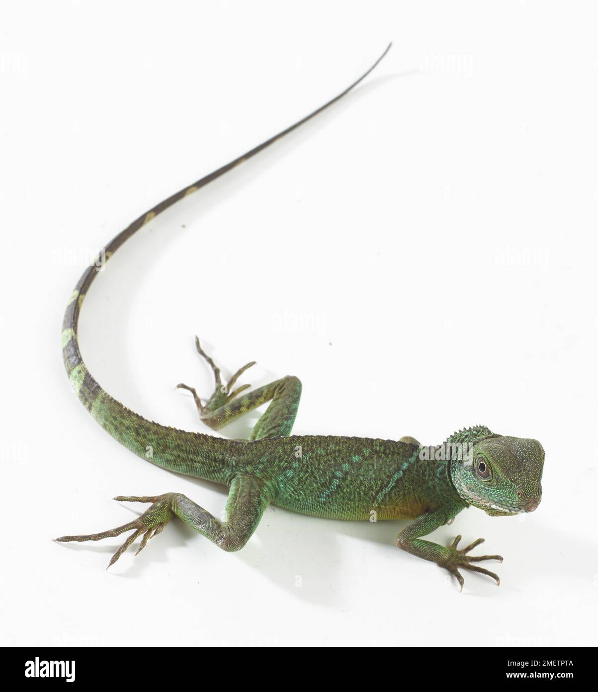 Lizard sequence Cut Out Stock Images & Pictures - Alamy