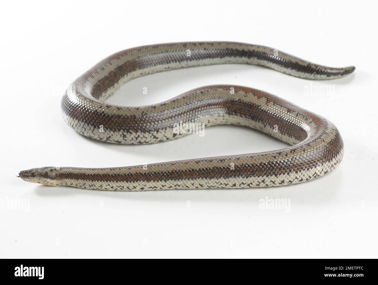 Lichanura trivergata hi-res stock photography and images - Alamy