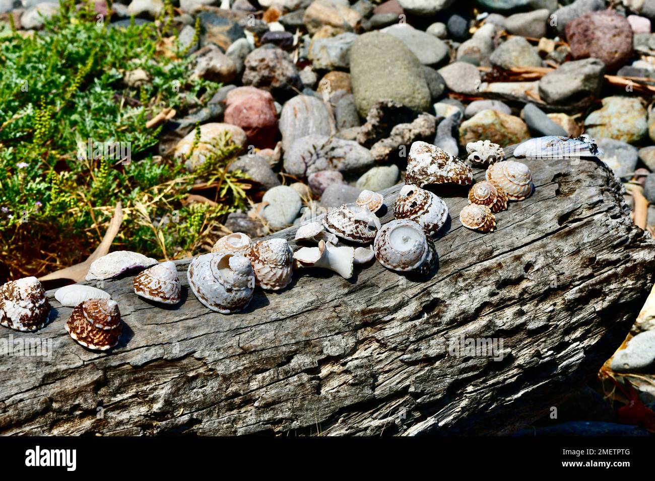 Musselhalfs hi-res stock photography and images - Alamy