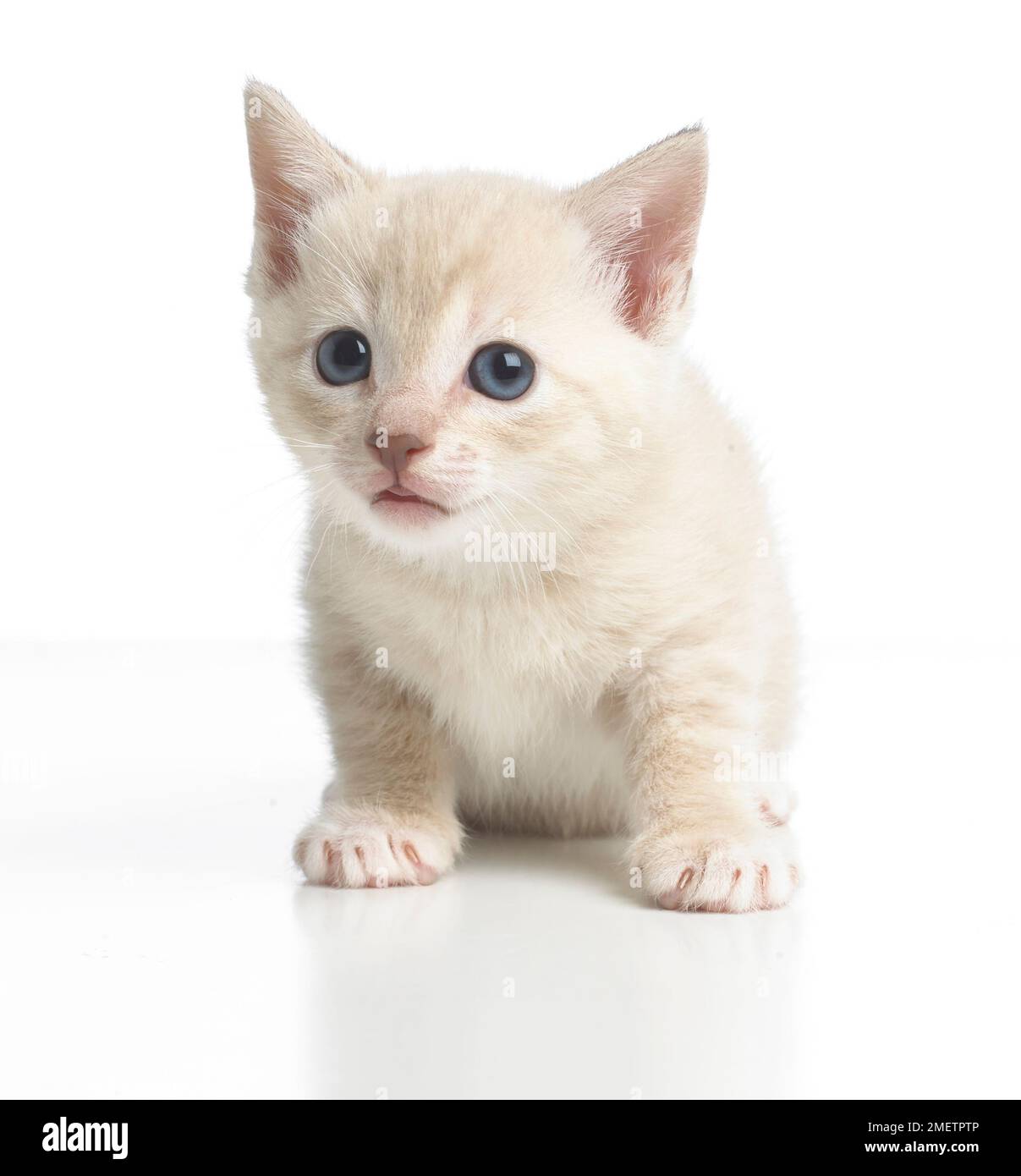 Burmese cross breed kitten Stock Photo - Alamy