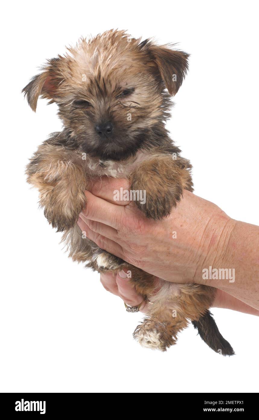 Close up one hands Cut Out Stock Images & Pictures - Alamy
