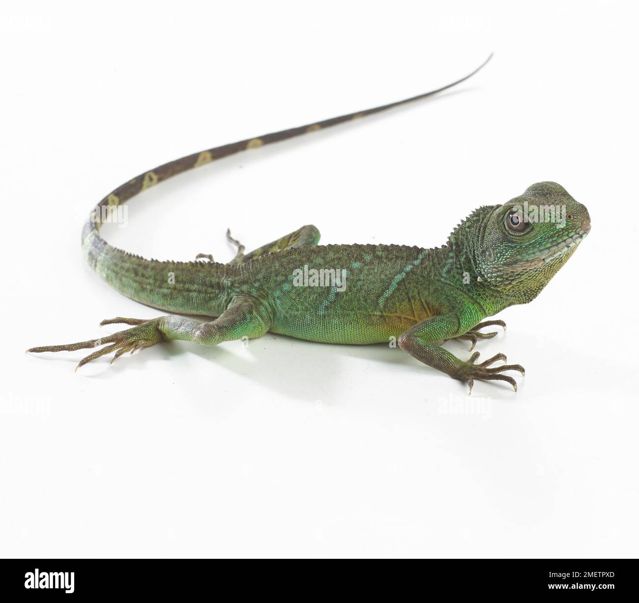 Lizard sequence hi-res stock photography and images - Alamy