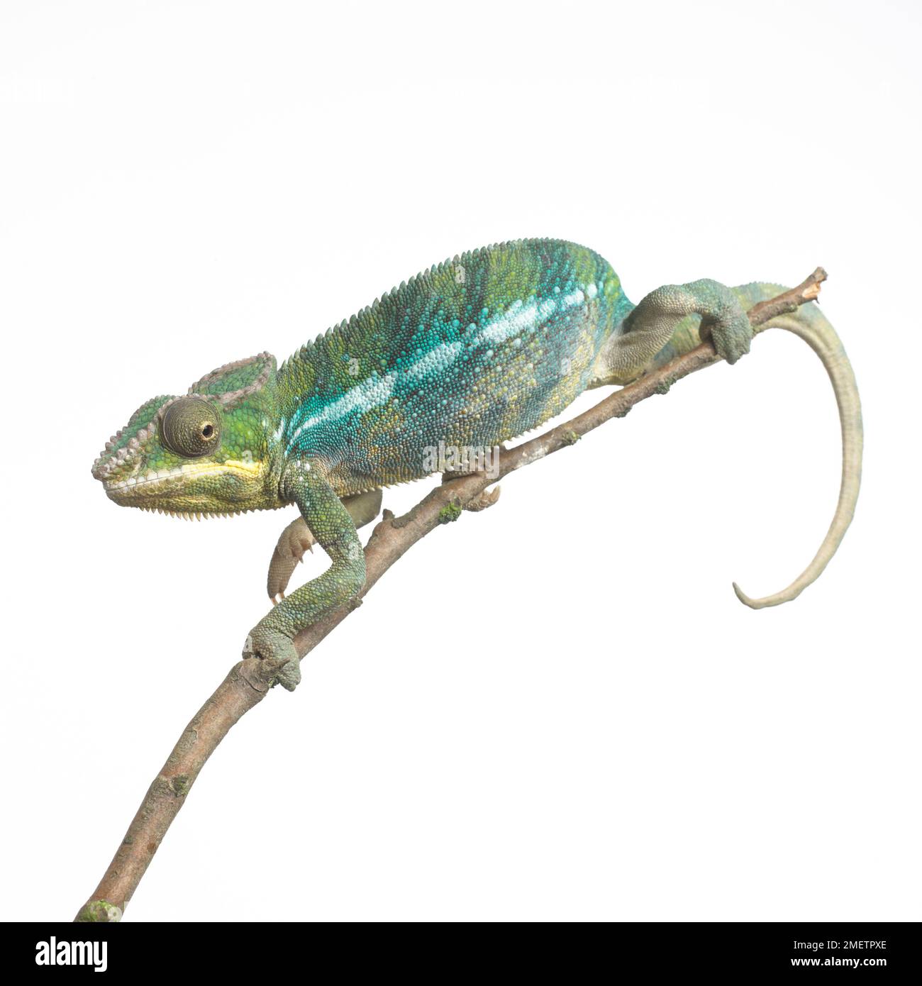 Close up male profile Cut Out Stock Images & Pictures - Alamy