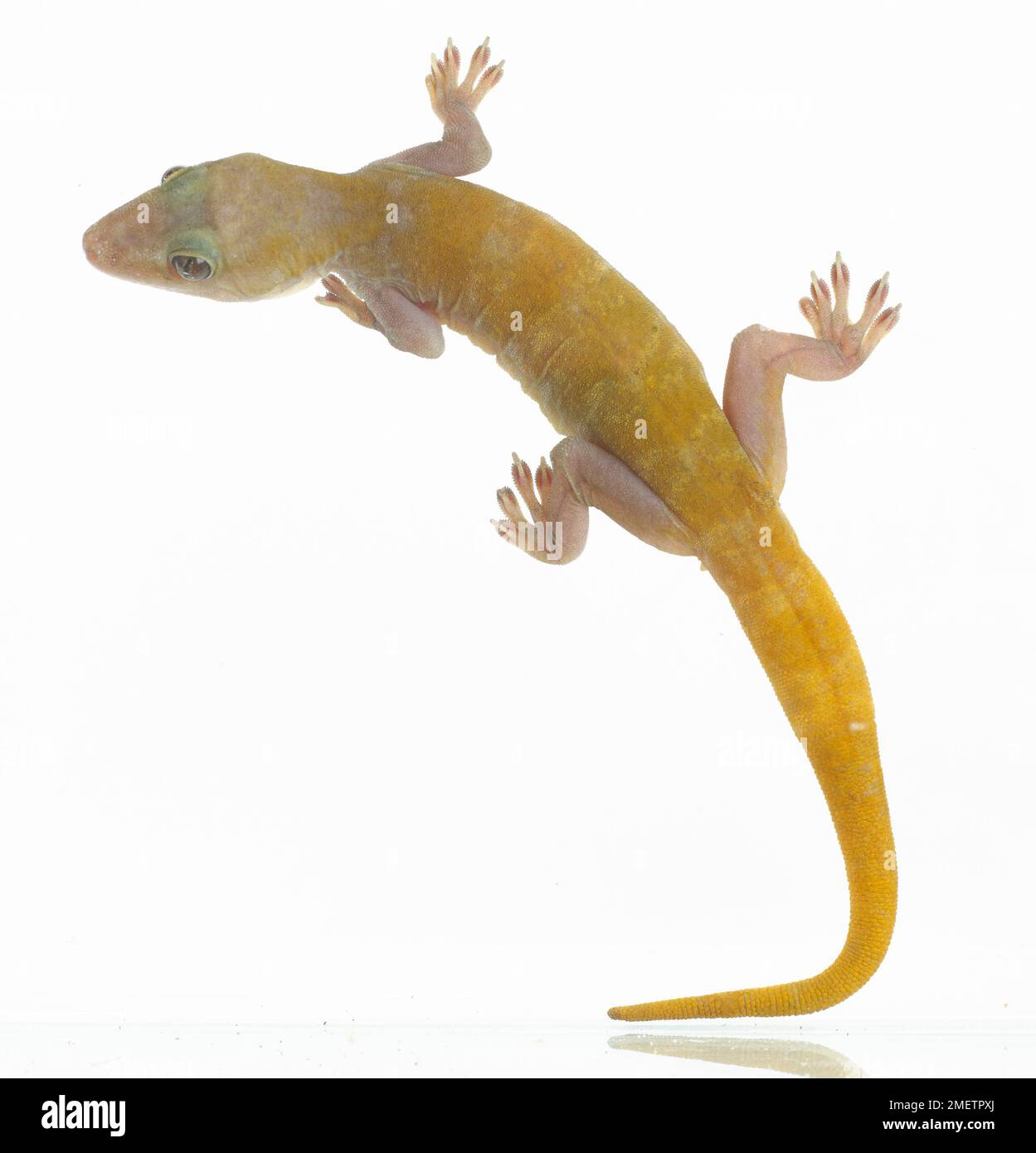 Golden Gecko (Gekko badenii Stock Photo - Alamy
