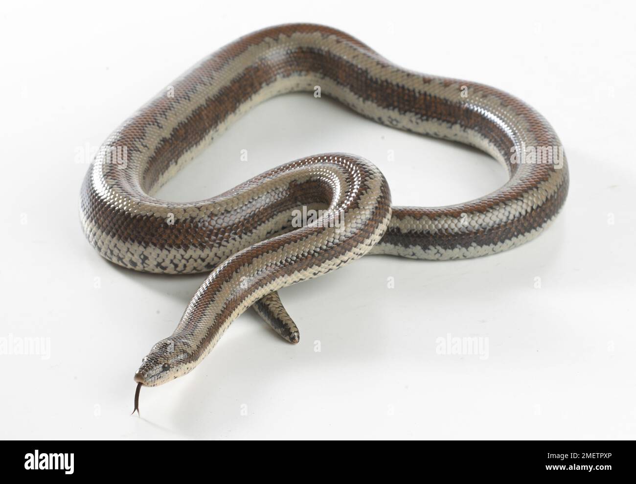Mexican rosy boa lichanura trivirgata hi-res stock photography and ...