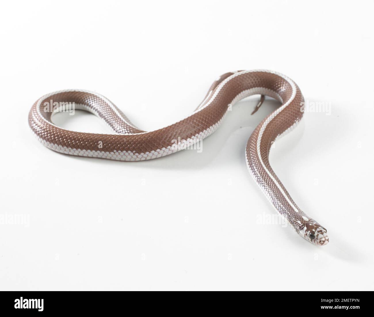 Lavender Stripe Kingsnake, Lavender Striped King Snake (Lampropeltis sp ...