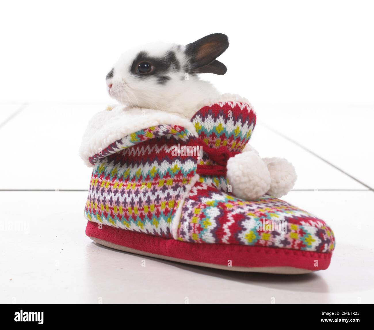 Black and white rabbit sitting in slipper Stock Photo - Alamy