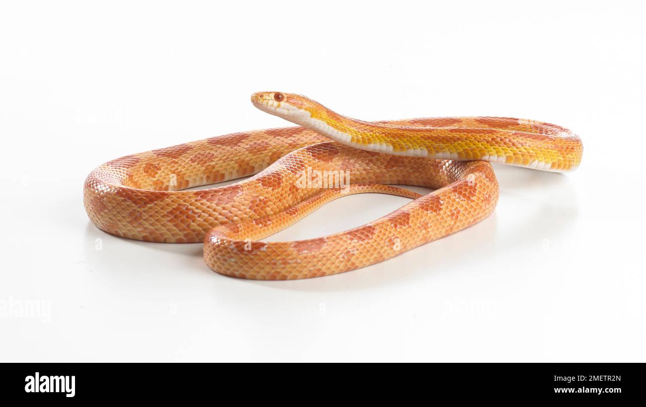 Cornsnake hi-res stock photography and images - Alamy