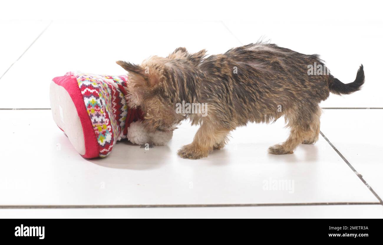 Puppy sniffing a slipper Stock Photo - Alamy