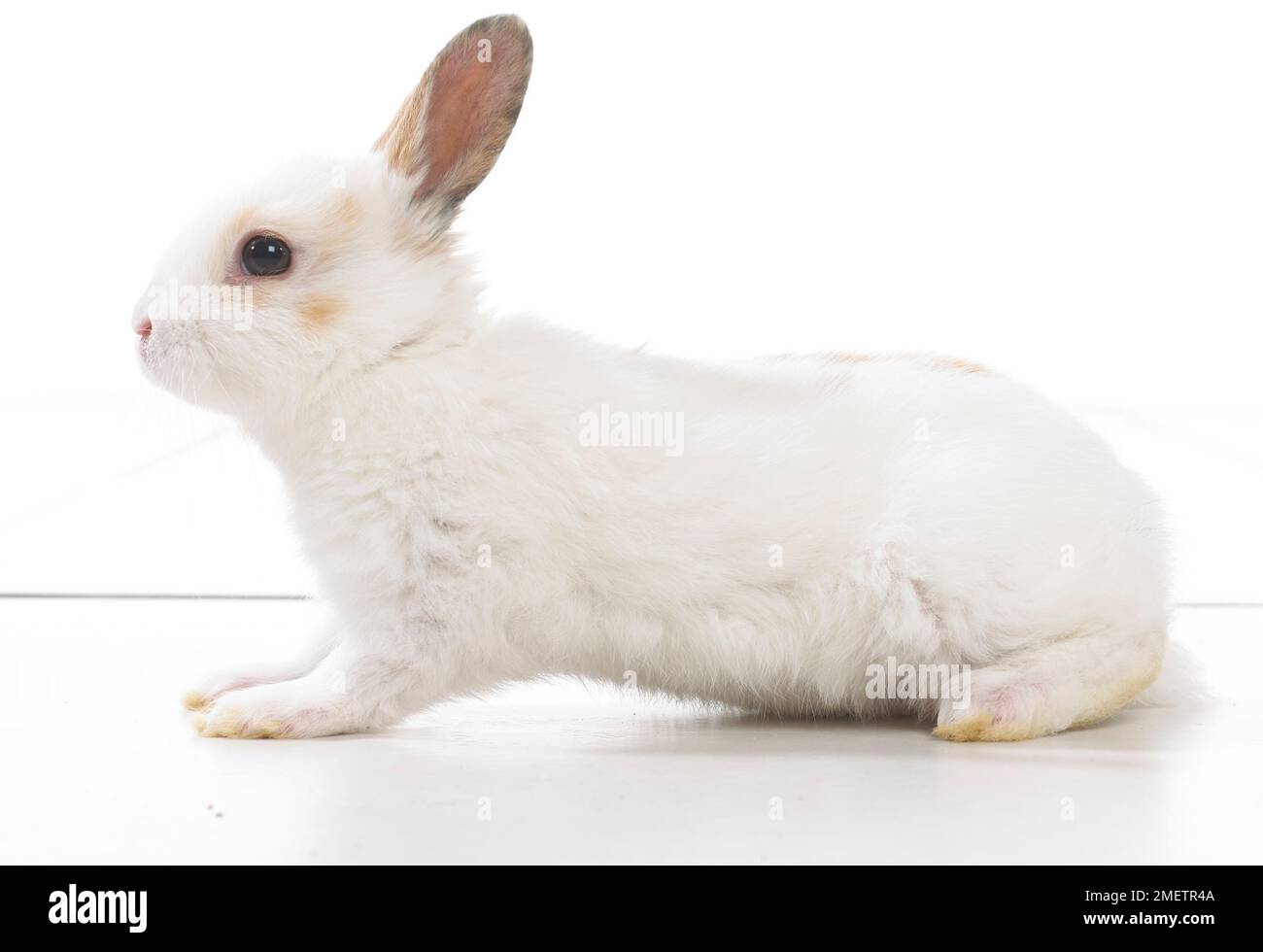 Rabbit profile hi-res stock photography and images - Alamy