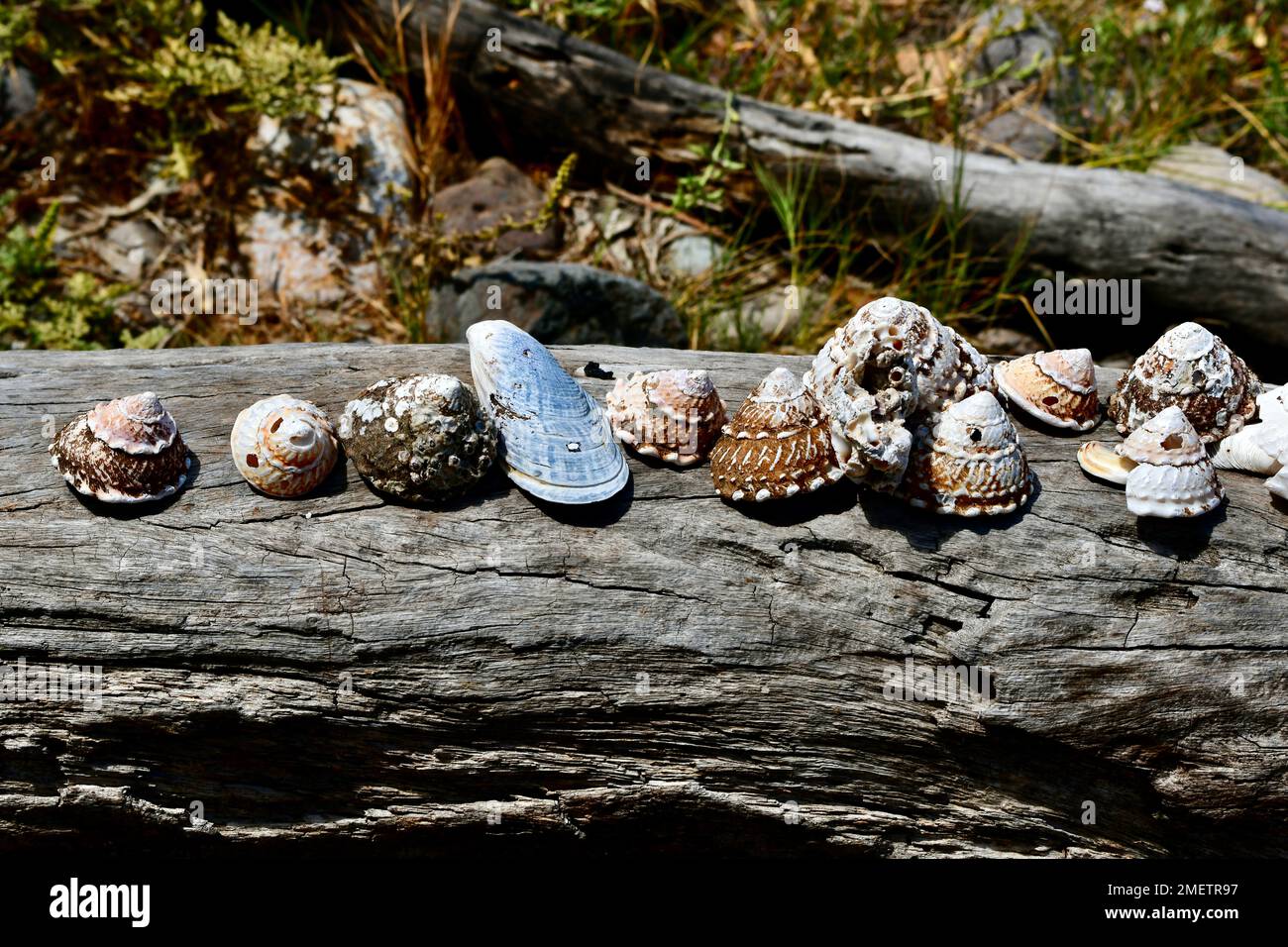 Musselhalfs hi-res stock photography and images - Alamy