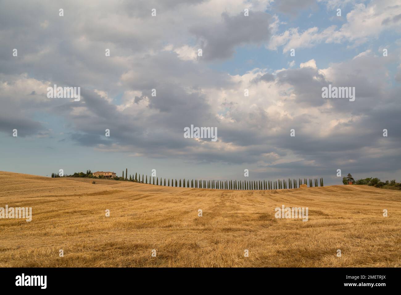 Iconic Tuscan landscape with cypress trees lined along road leading to ...