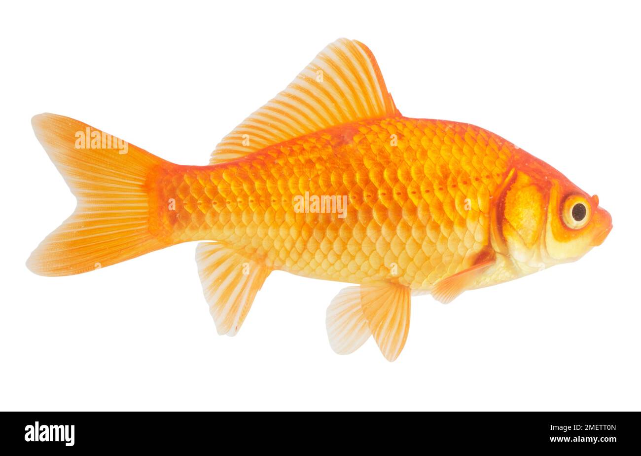 Underwater theme hi-res stock photography and images - Alamy