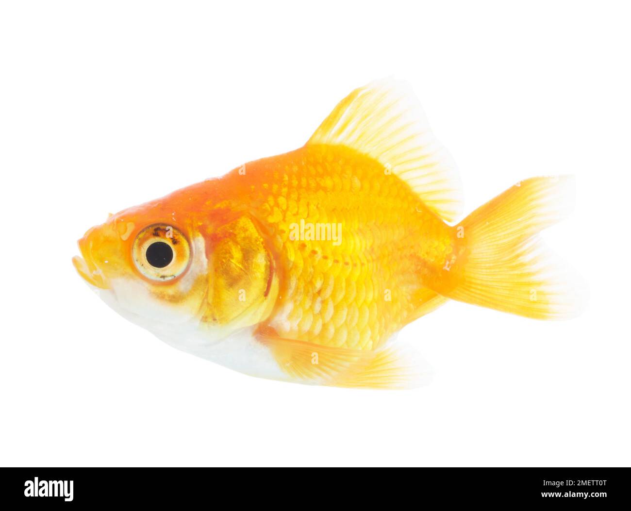 Cut out of fish hi-res stock photography and images - Alamy