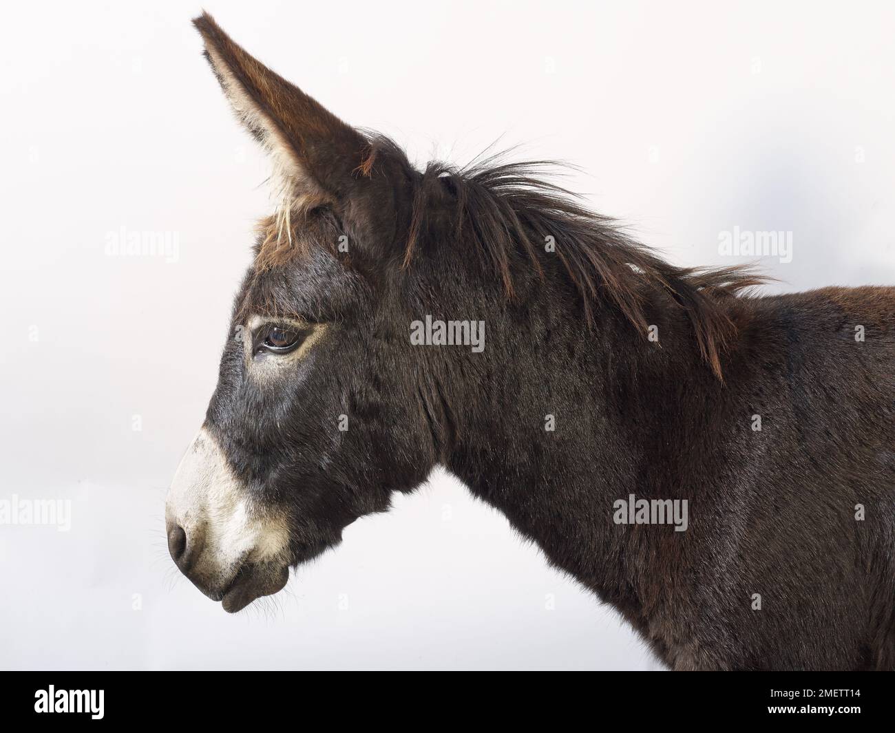 Black white donkey profile hi-res stock photography and images - Alamy