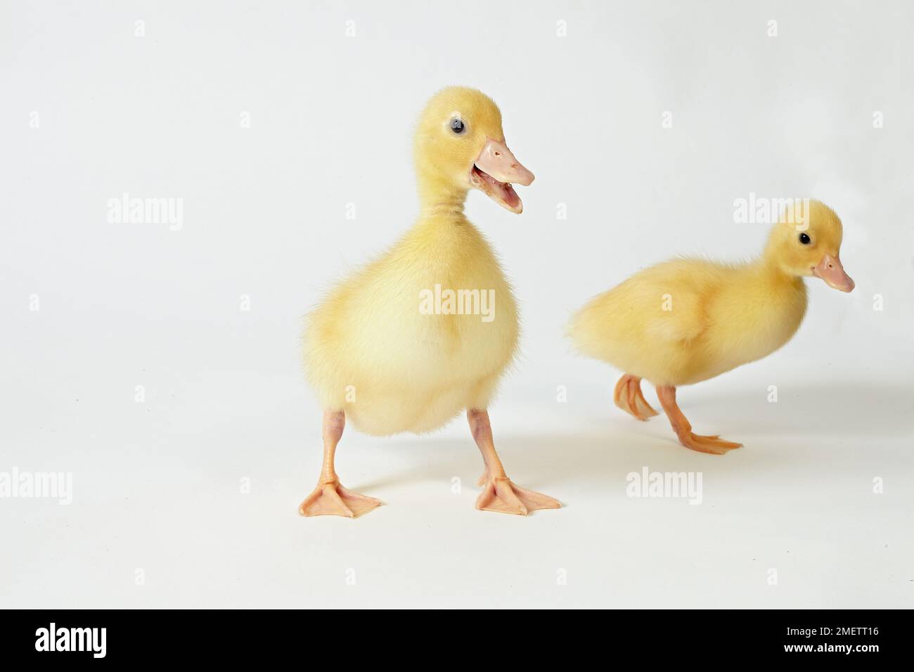 Ducklings cut out hi-res stock photography and images - Alamy