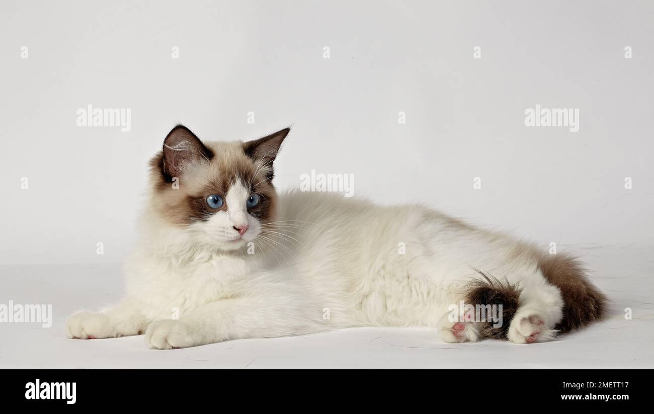 White cat brown tail hi-res stock photography and images - Alamy