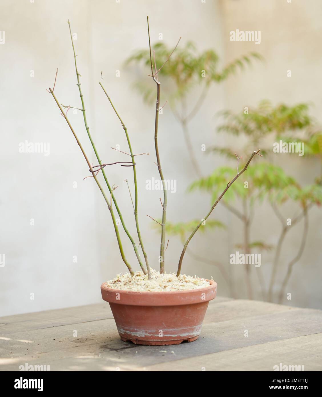 Creating a clump style maple, bonsai, a variation on multi-trunk theme ...