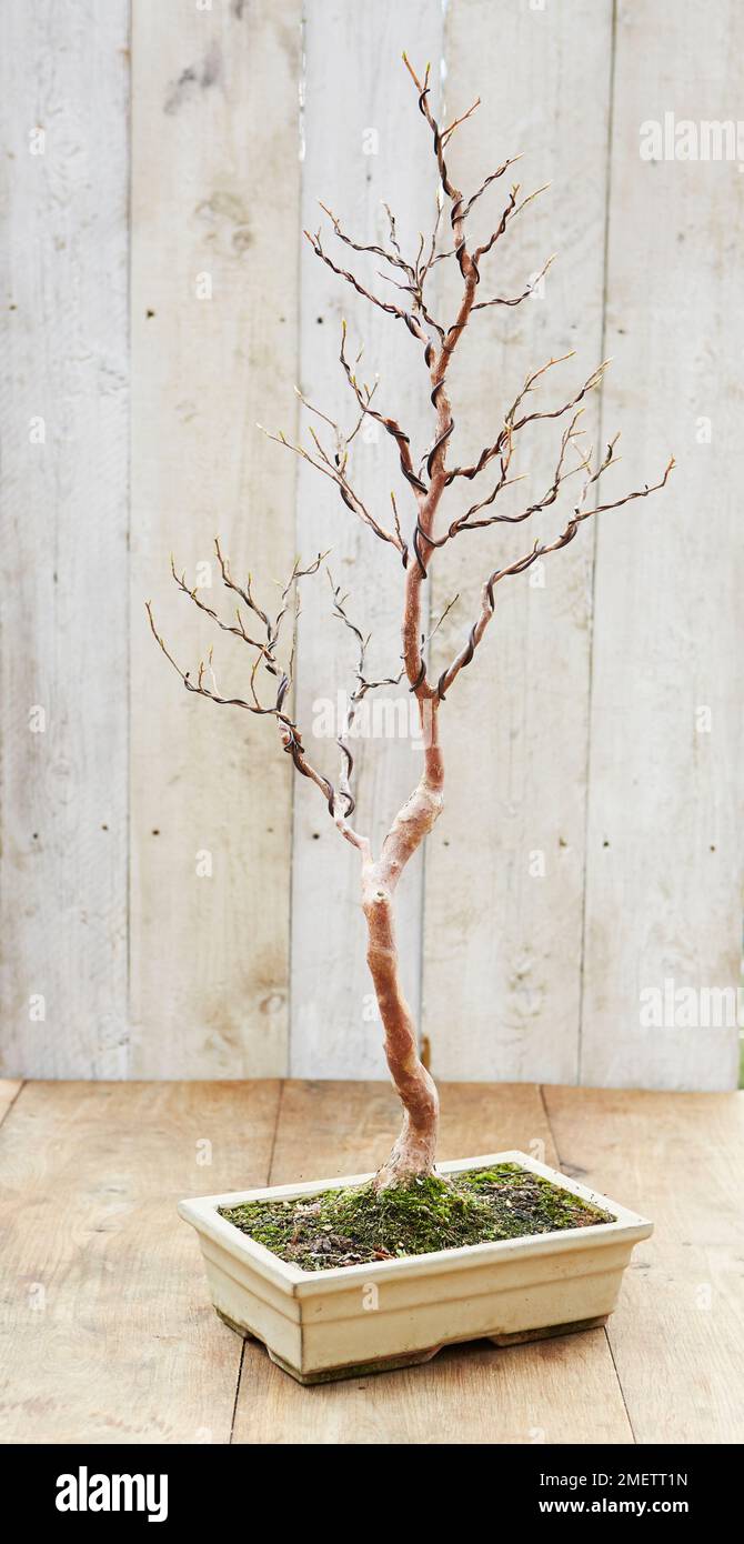 Literati Stewartia, wired branches Stock Photo - Alamy