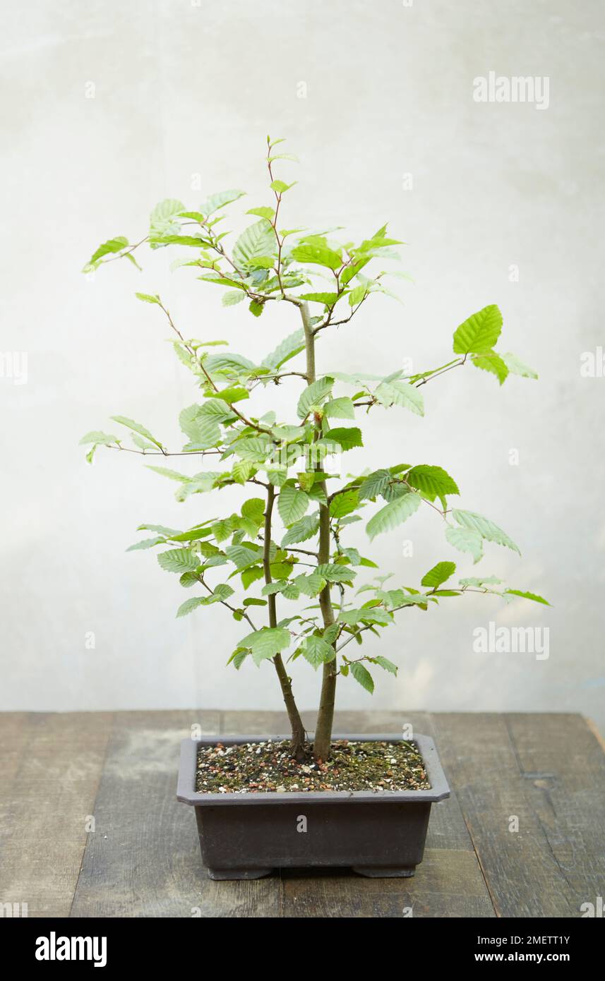 Twin-trunk hornbeam bonsai Stock Photo - Alamy