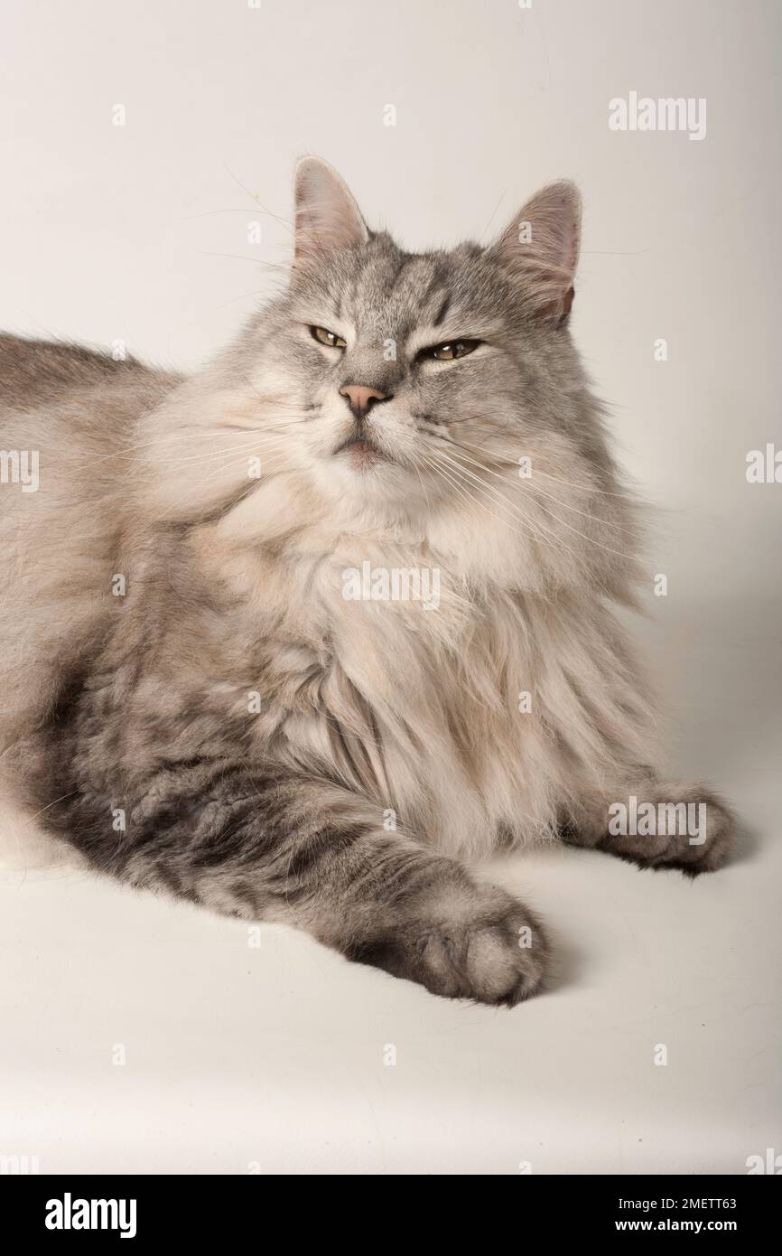 Norsk skaukatt hi-res stock photography and images - Alamy
