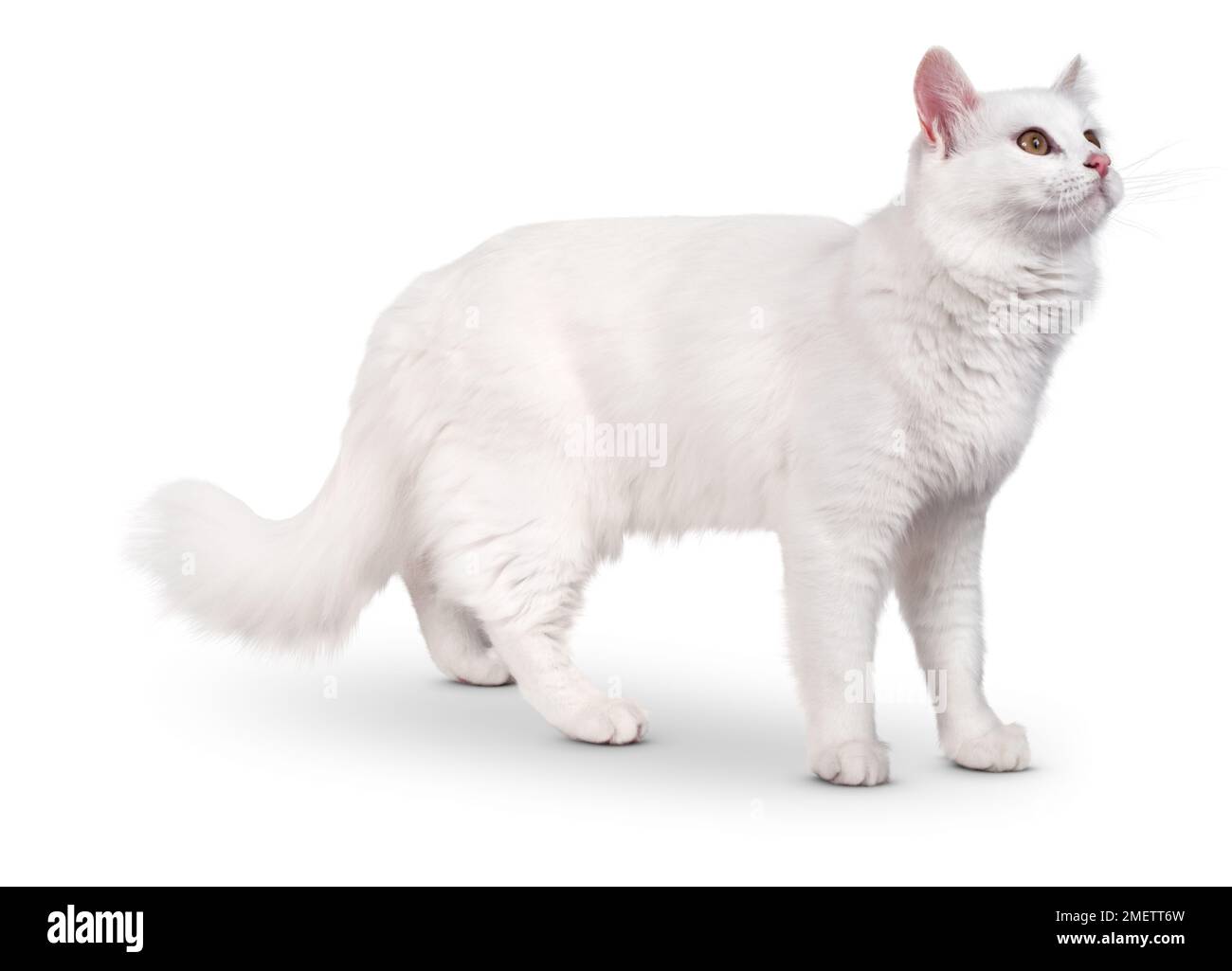 Semi longhaired breed of cat hi-res stock photography and images - Alamy