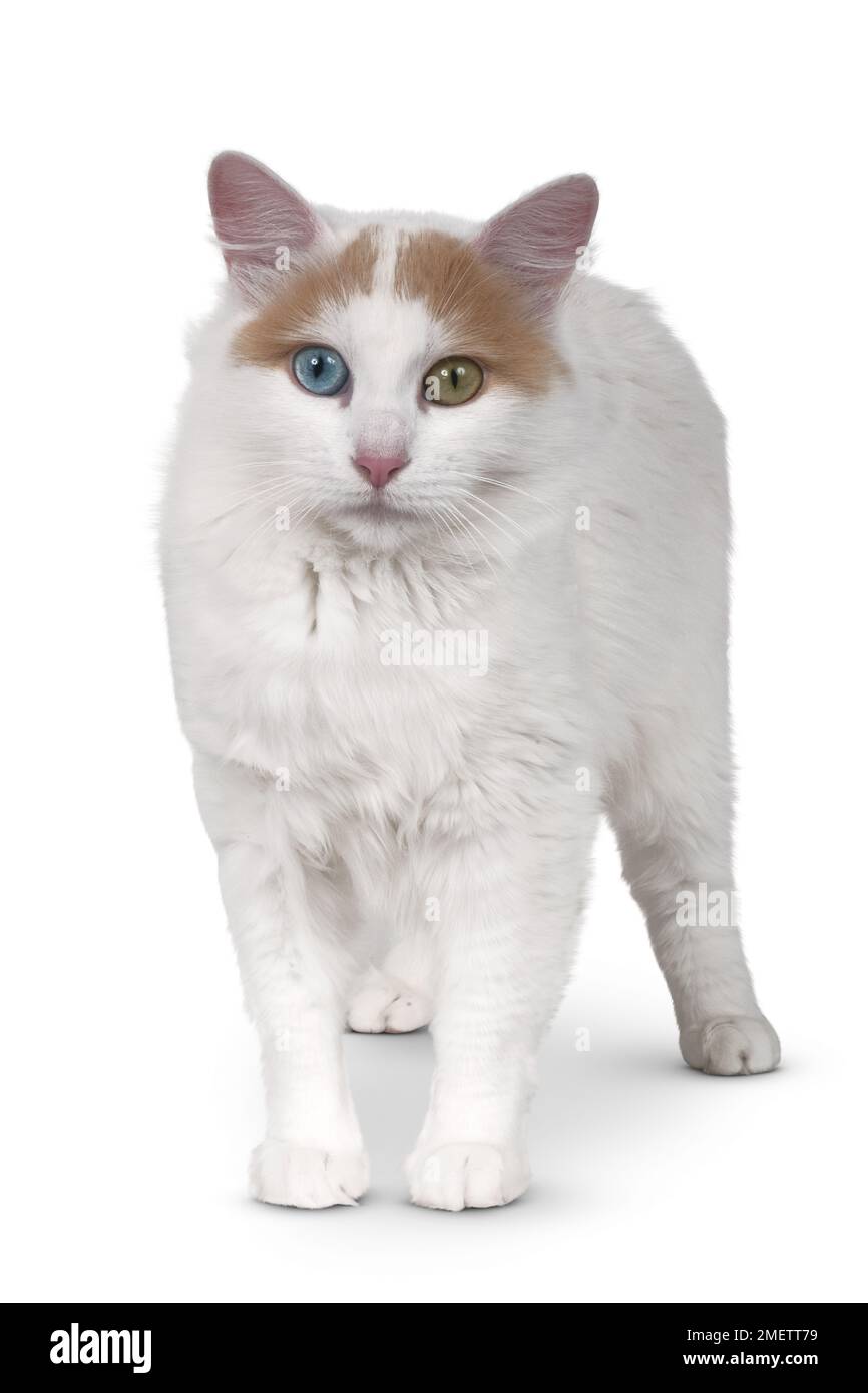 Semi longhaired breed of cat hi-res stock photography and images - Alamy