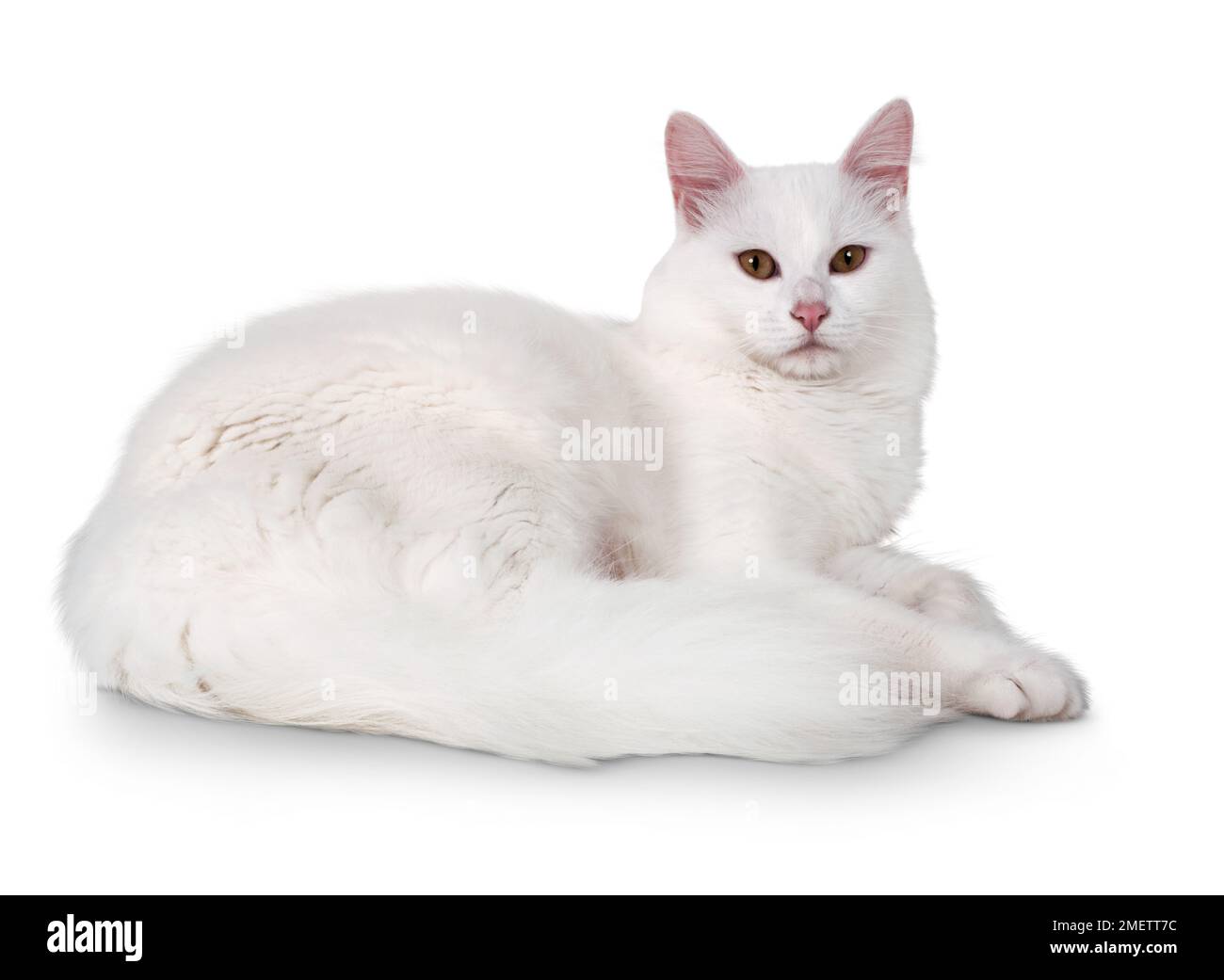Semi longhaired breed of cat Cut Out Stock Images & Pictures - Alamy