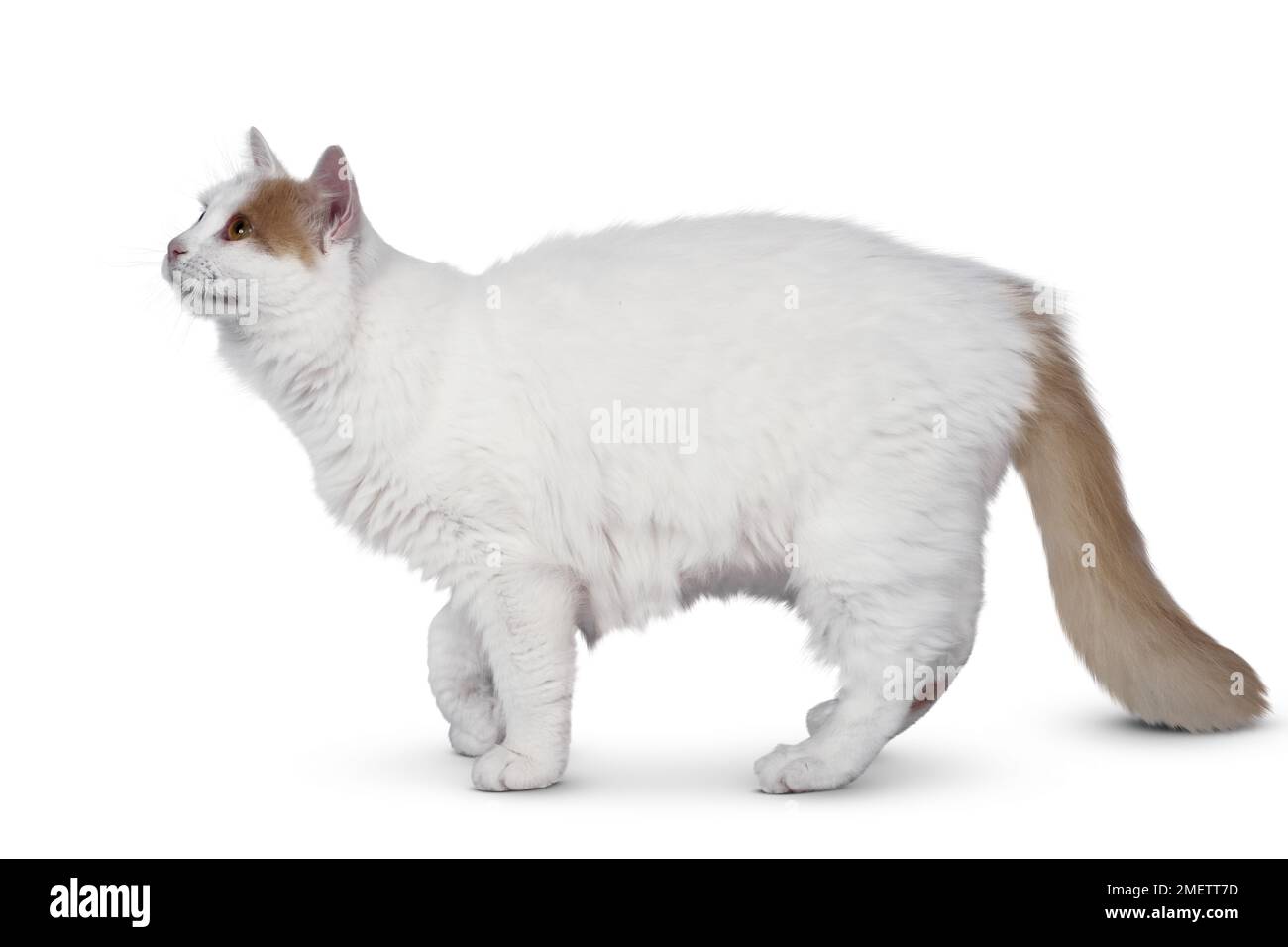 Turkish Van semi longhair cat Stock Photo - Alamy