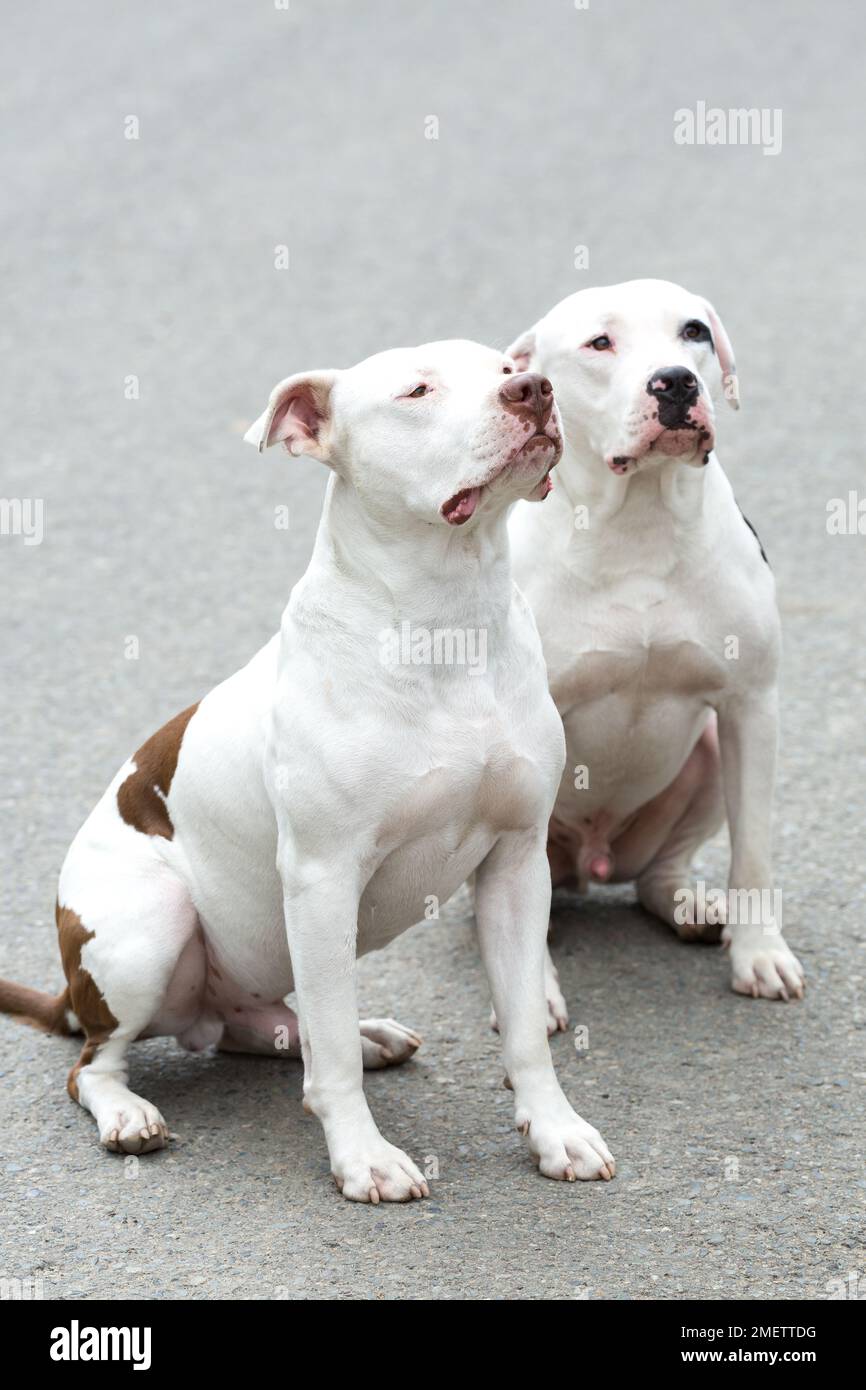 Two Pitbull American Stanford - Adult Dogs Pets Stock Photo - Alamy