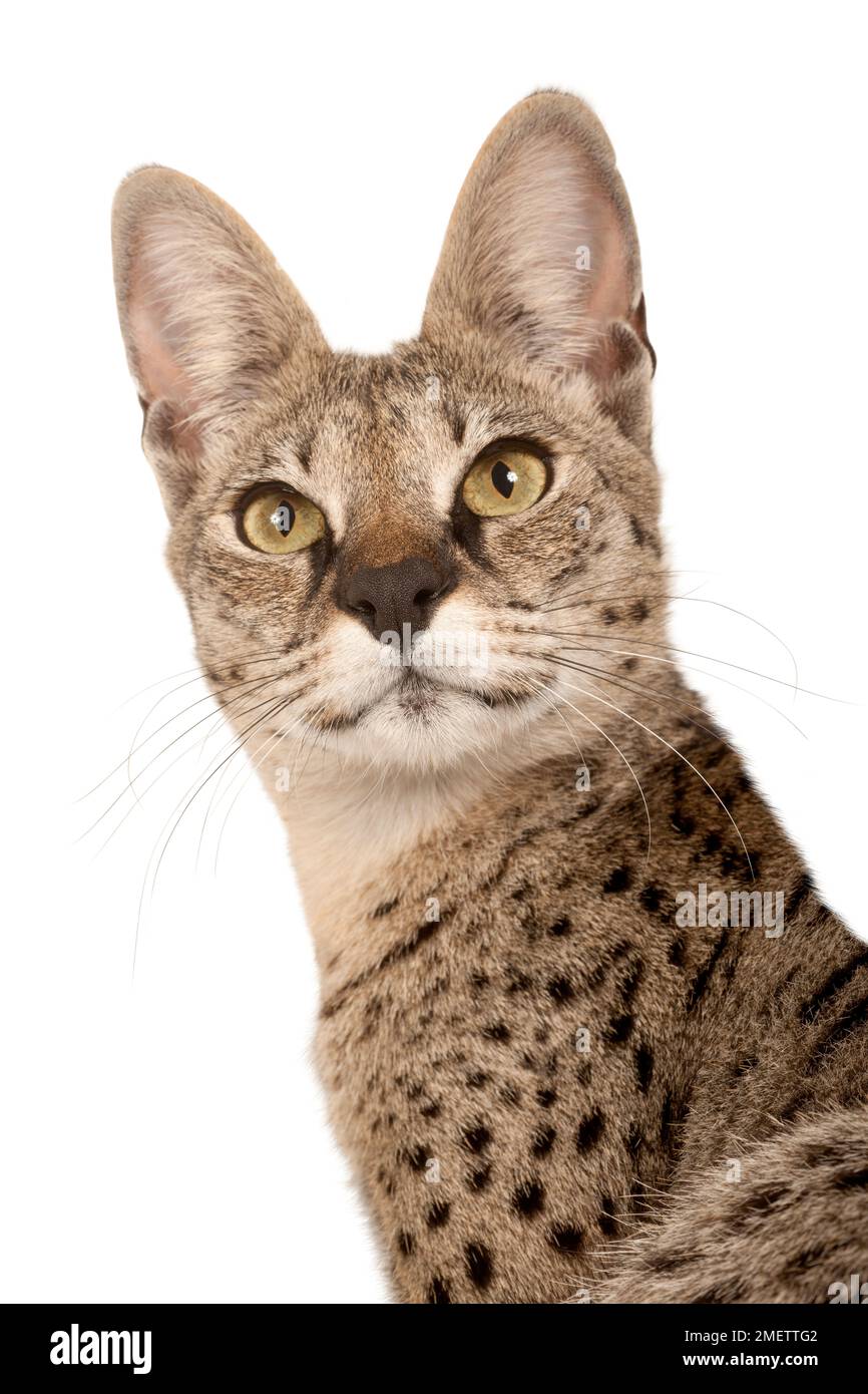 Savannah F1 Shorthair Cat Stock Photo - Alamy